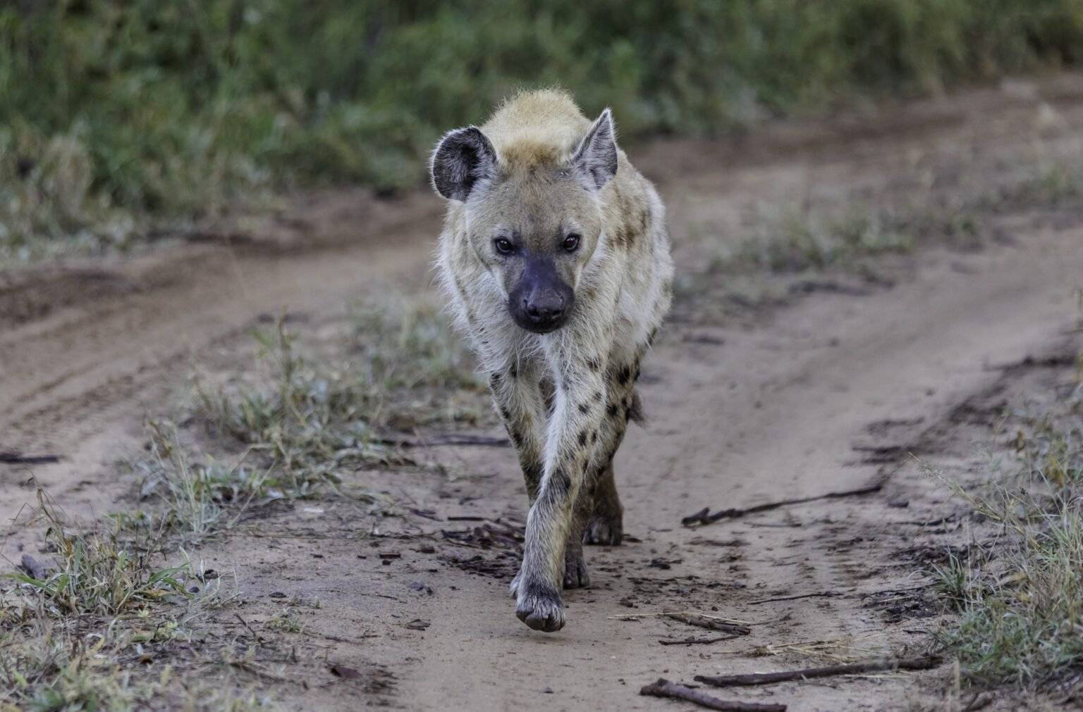 Kruger’s Spotted Hyenas, formidable hunters and devoted caregivers