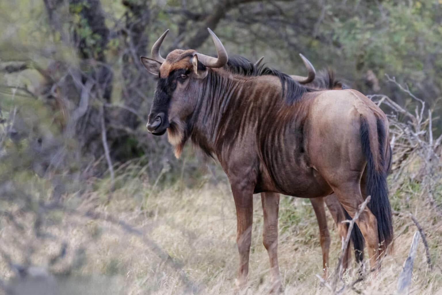 Why South Africa's Luxury Safaris Are Unparalleled