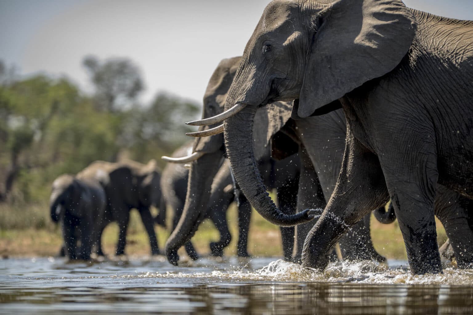June in Kruger National Park: What Weather & Wildlife to Expect