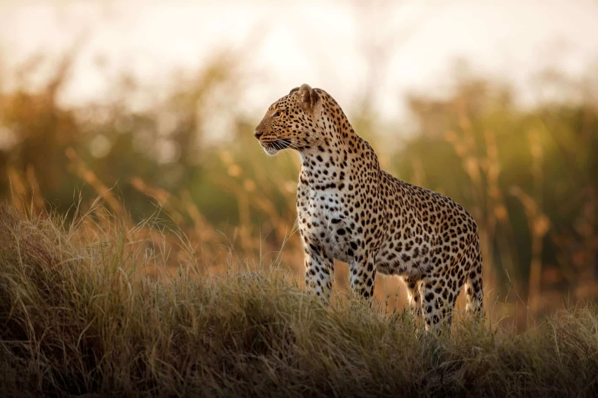Kruger National Park in May: Weather Tips for the Perfect Safari