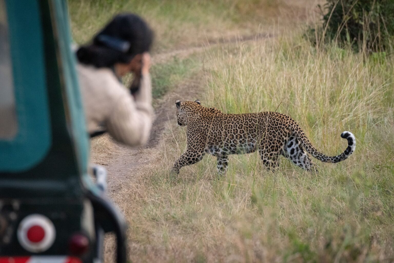 Beyond the Big 5: Guide to Rare Animals on Kruger Park Safaris