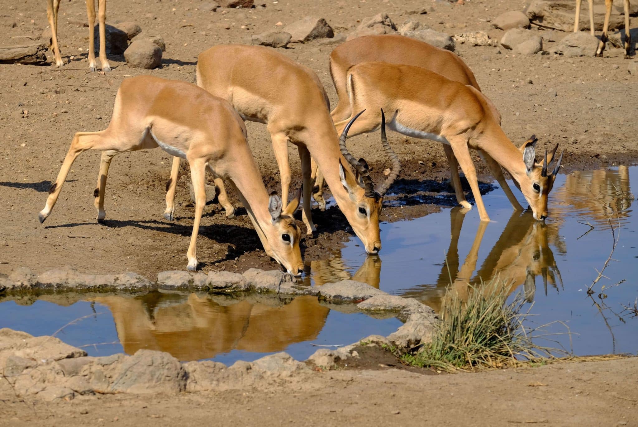 Maximise Your August Safari: Kruger Wildlife Viewing Tips